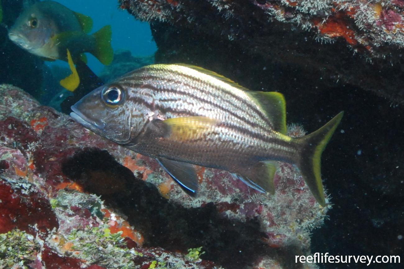 Haemulon macrostomum - Spanish Grunt | ReefLifeSurvey.com