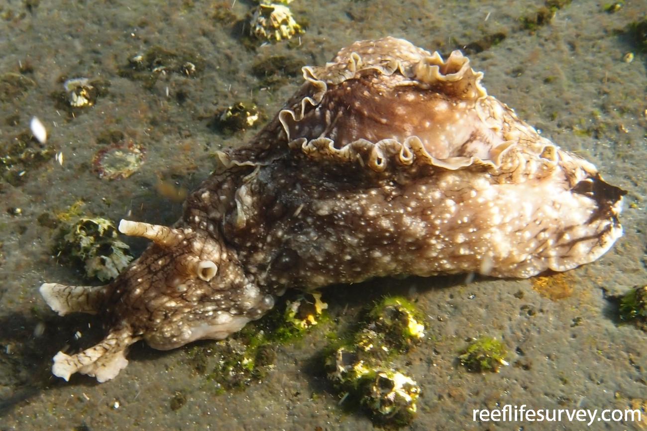Aplysia argus - | ReefLifeSurvey.com