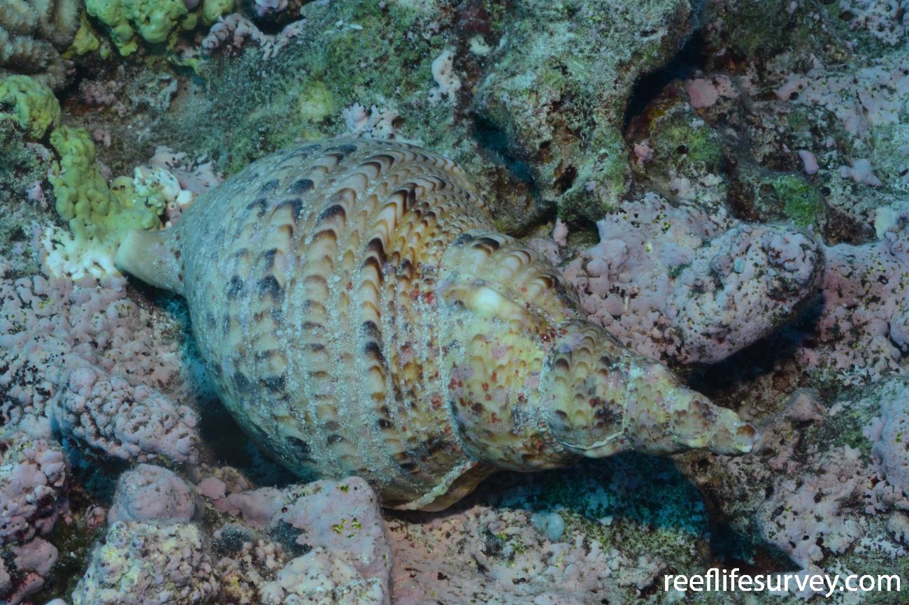 Charonia tritonis - Trumpet Triton | ReefLifeSurvey.com