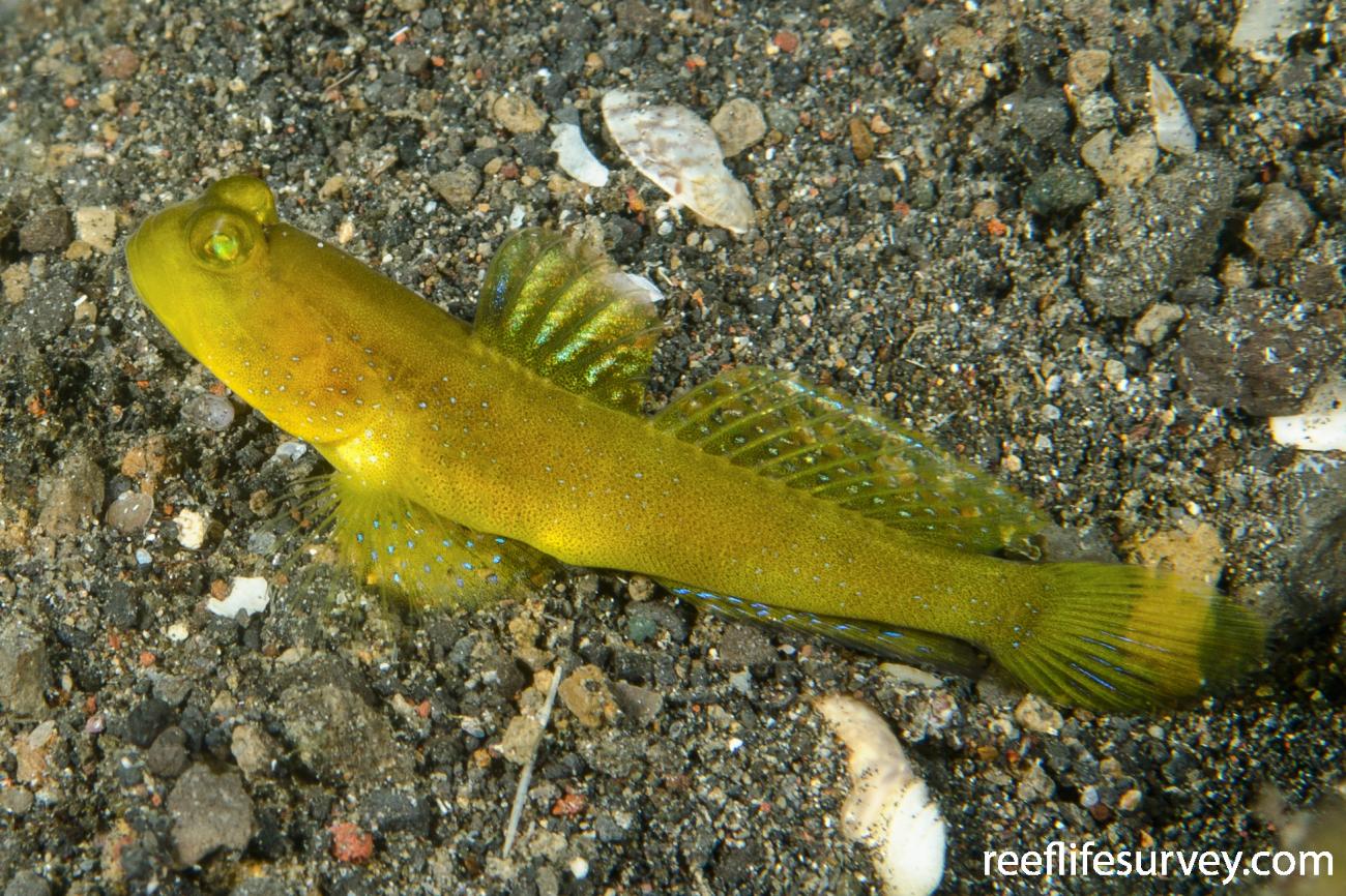 Cryptocentrus cinctus - Yellow Shrimpgoby | ReefLifeSurvey.com