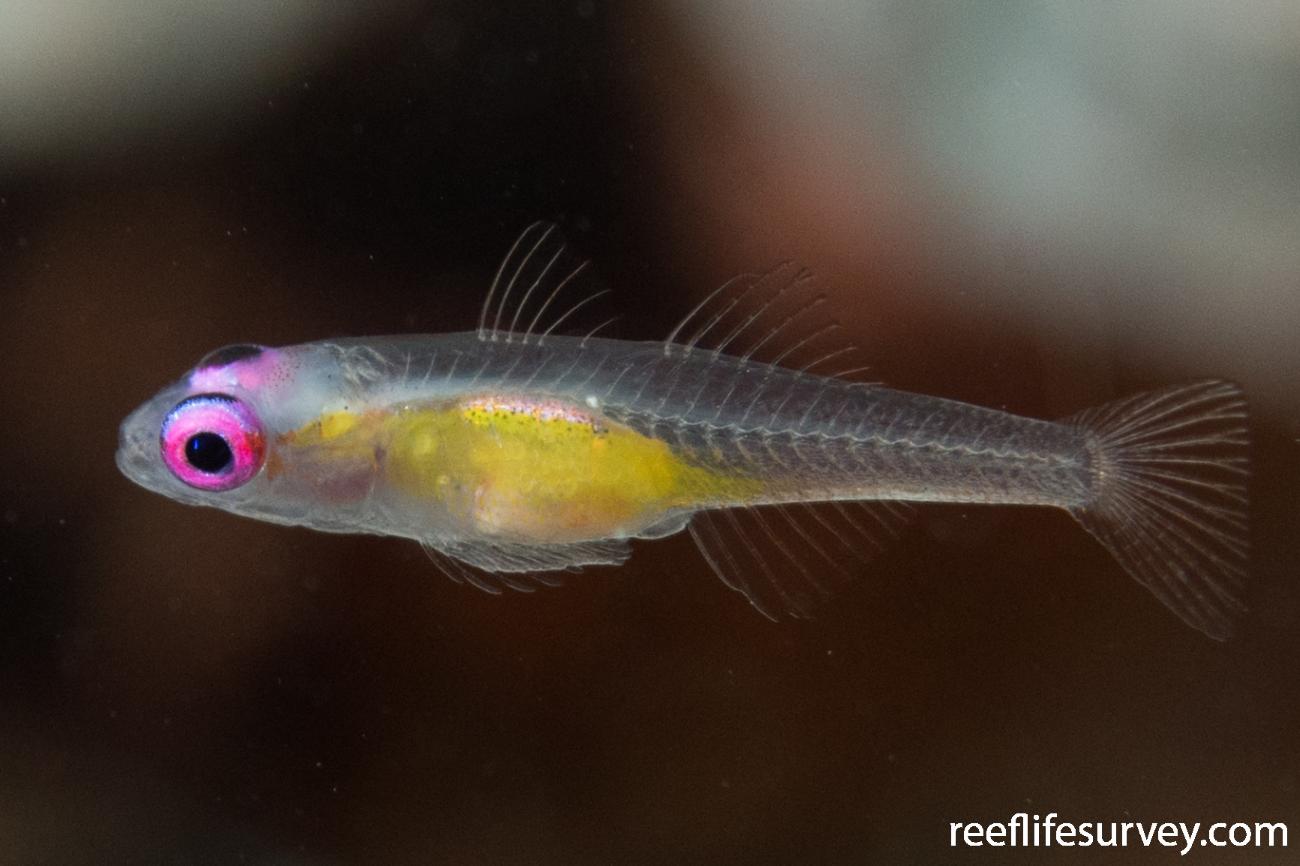 Bryaninops natans - Purple-eye Goby | ReefLifeSurvey.com