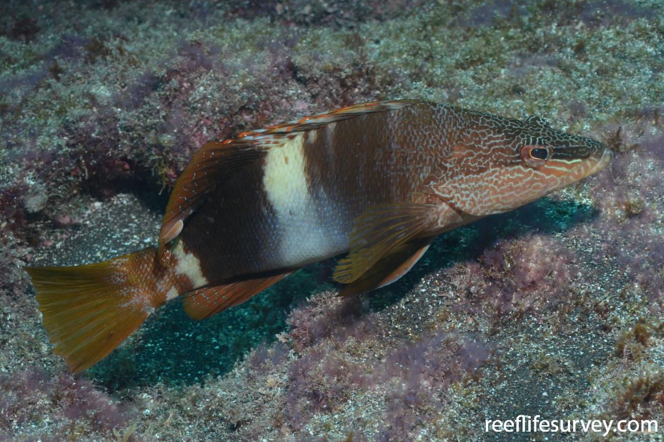 Serranus scriba - Painted Comber | ReefLifeSurvey.com