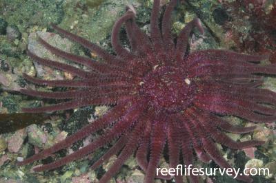 Labidiaster radiosus - Fragile sticky ray star | Reef Life Survey