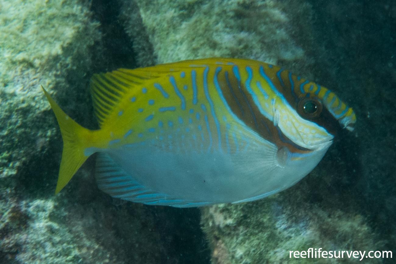 Siganus virgatus - Double-barred Rabbitfish | ReefLifeSurvey.com