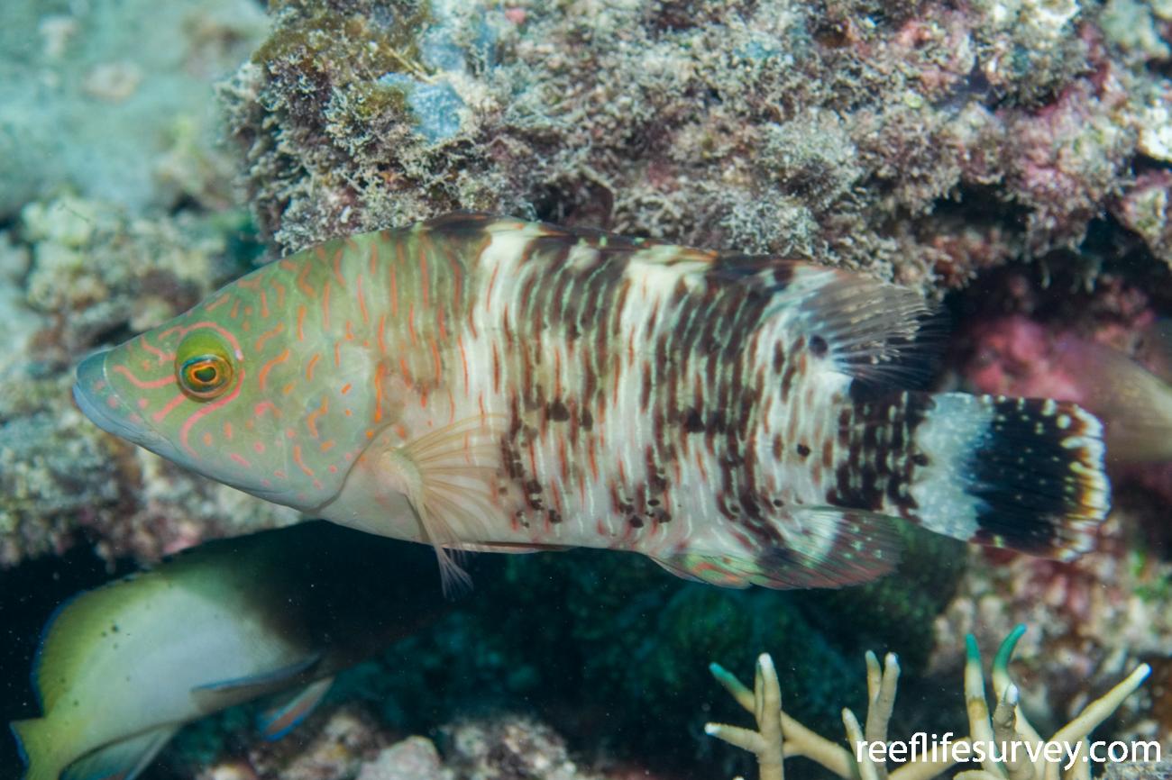 Cheilinus trilobatus - Tripletail Maori Wrasse | ReefLifeSurvey.com
