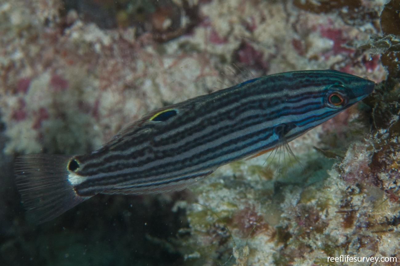 Halichoeres melanochir - Orangefin Wrasse | ReefLifeSurvey.com