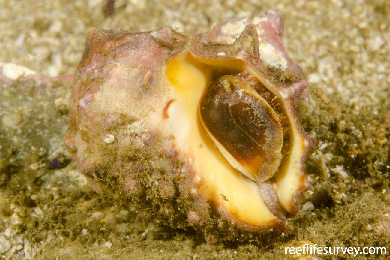 Mancinella alouina - Alou Rock Shell | ReefLifeSurvey.com