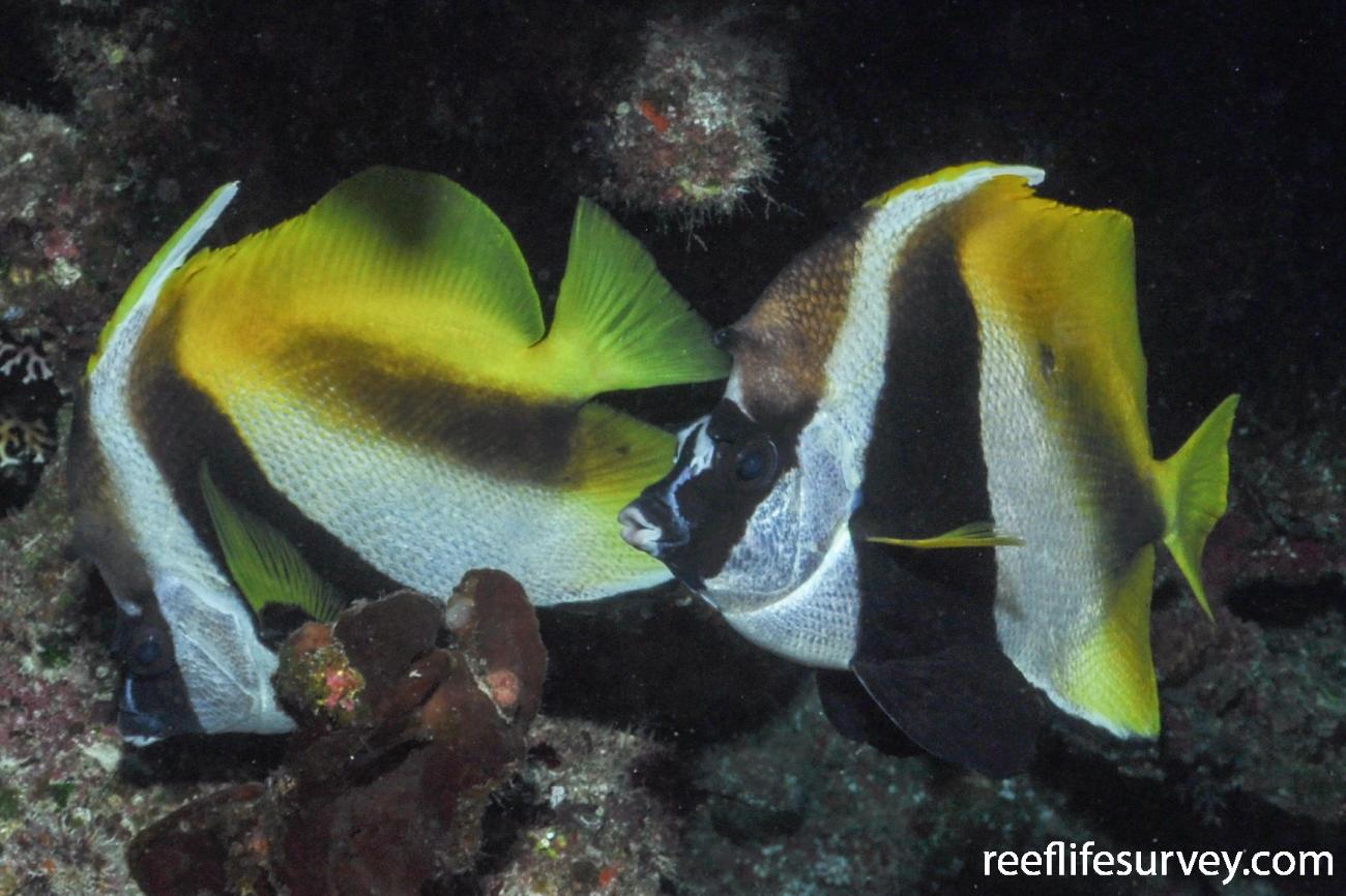 Heniochus monoceros - Masked Bannerfish | ReefLifeSurvey.com