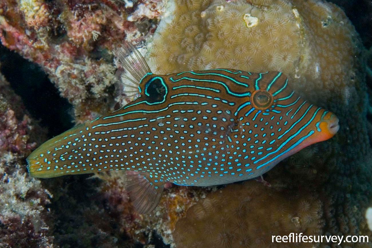 Canthigaster papua - Netted Toby | ReefLifeSurvey.com