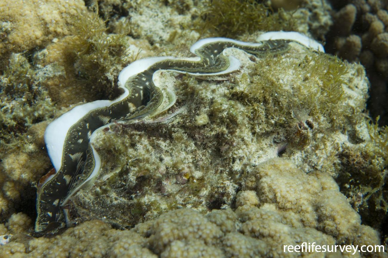 Tridacna maxima - Giant Clam | ReefLifeSurvey.com
