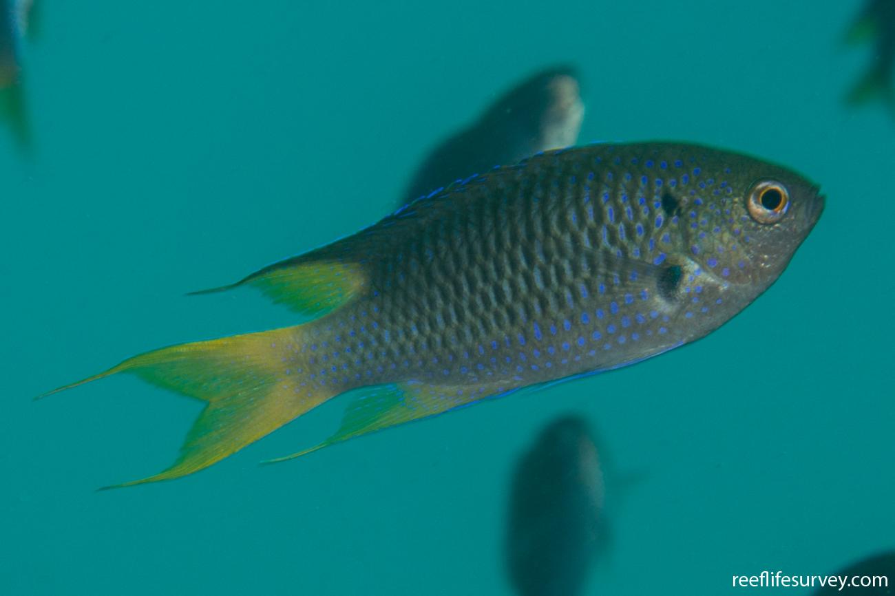 Neopomacentrus azysron - Yellowtail Demoiselle | ReefLifeSurvey.com