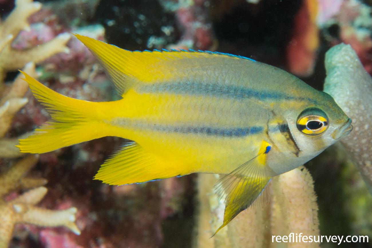 Yellowfin Damsel