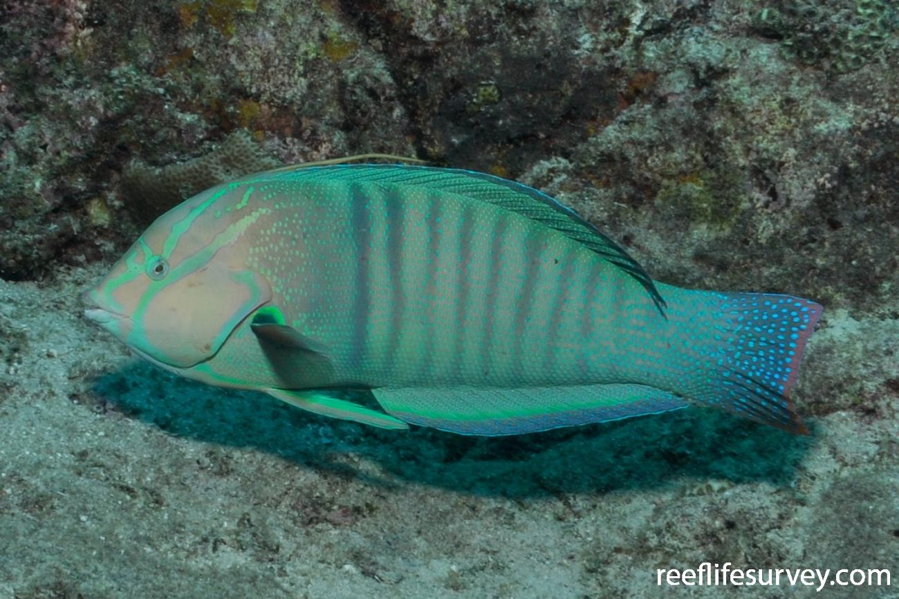 Coris formosa - Queen Coris | ReefLifeSurvey.com