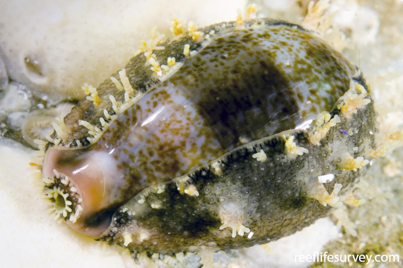 Erronea caurica - | ReefLifeSurvey.com