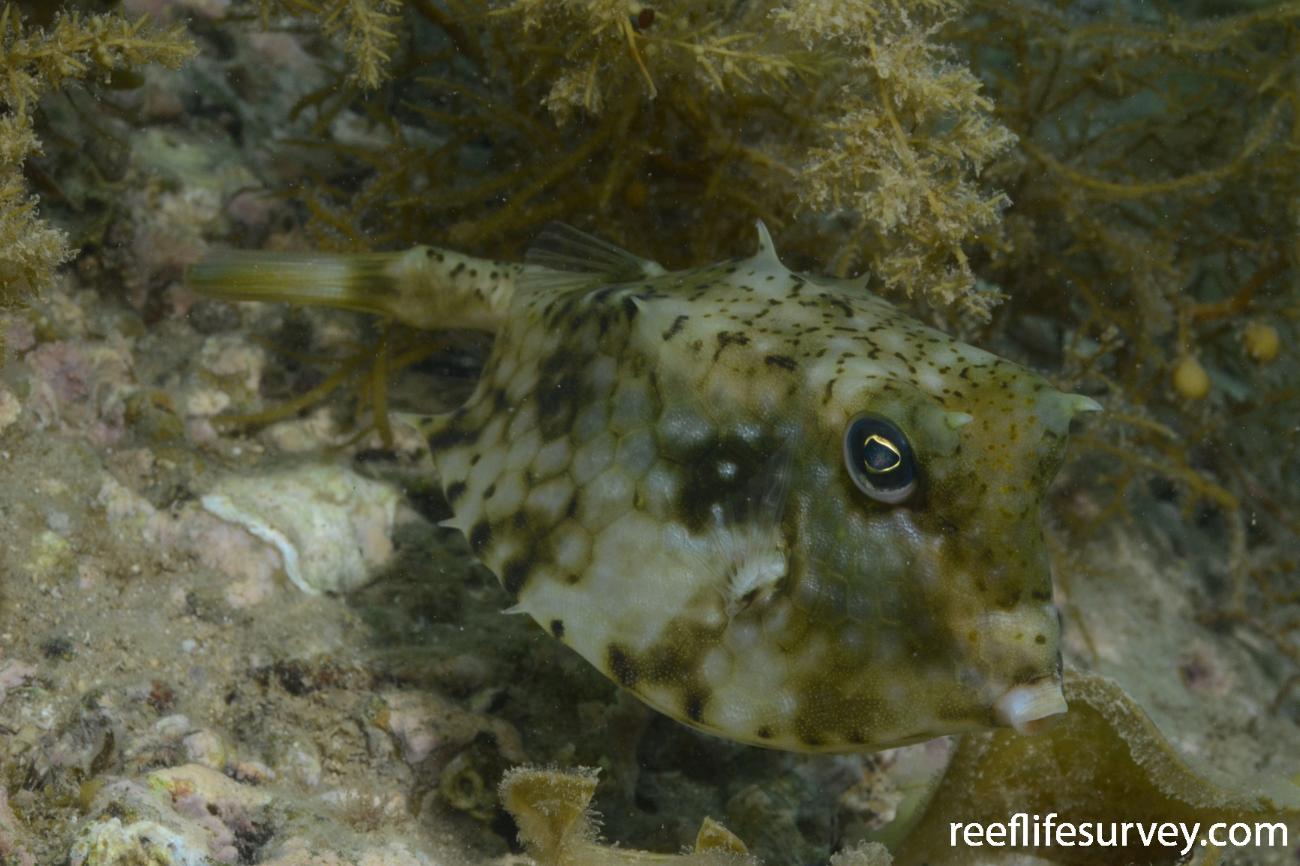 Lactoria diaphana - Round-belly Boxfish | ReefLifeSurvey.com