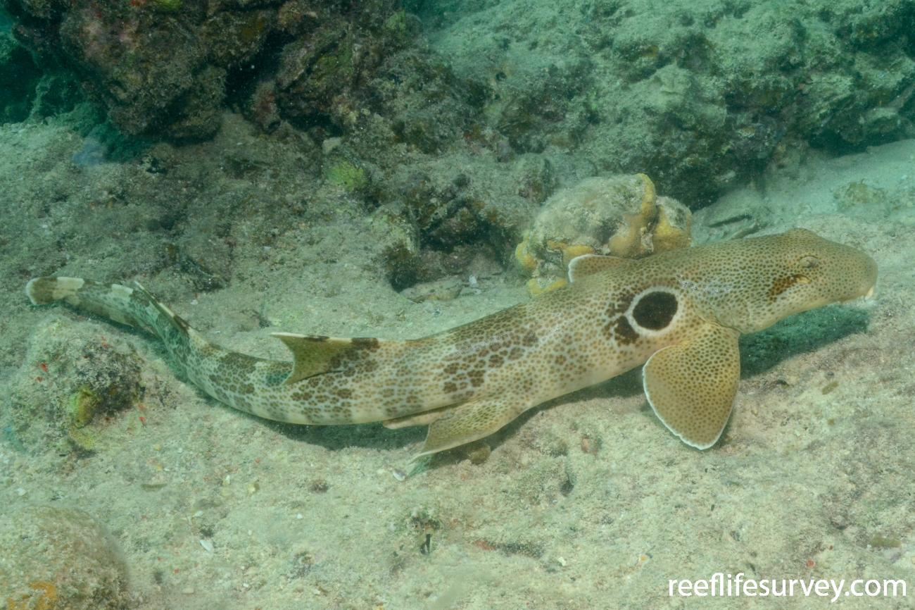 Hemiscyllium trispeculare - Speckled Carpetshark | ReefLifeSurvey.com