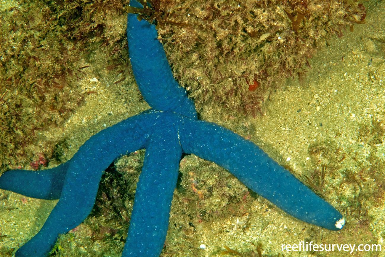 Linckia laevigata - Seastar | ReefLifeSurvey.com