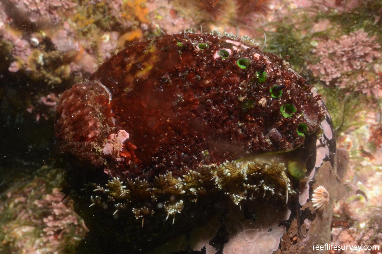 Haliotis spadicea - Venus Ear | ReefLifeSurvey.com