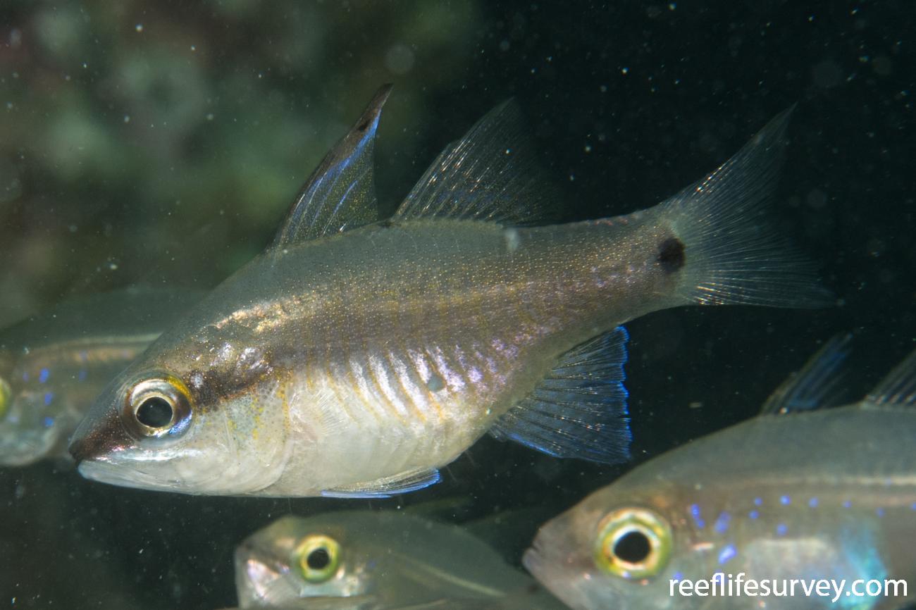 Fibramia thermalis - Half-barred Cardinal | ReefLifeSurvey.com