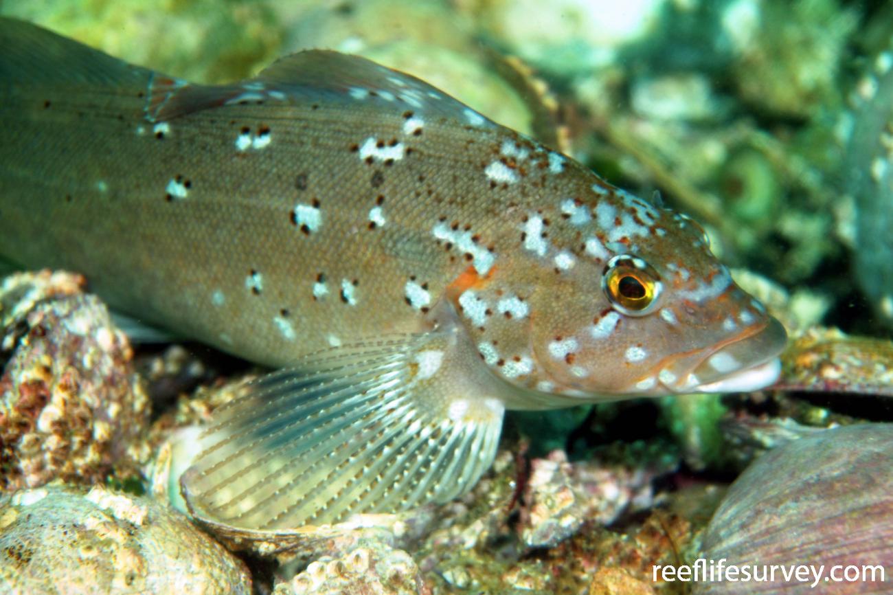 Hexagrammos decagrammus - Kelp Greenling | ReefLifeSurvey.com