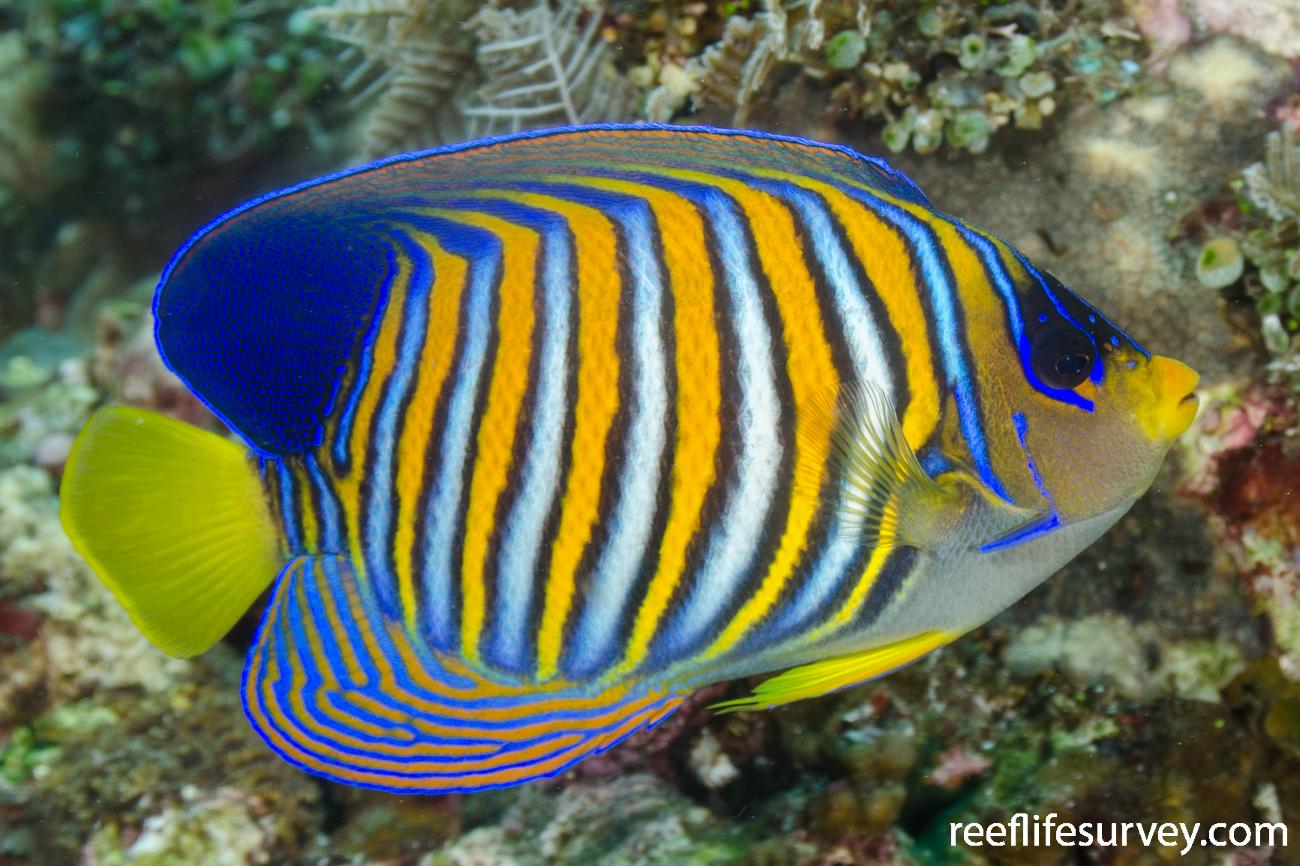 Pygoplites diacanthus - Regal Angelfish | ReefLifeSurvey.com