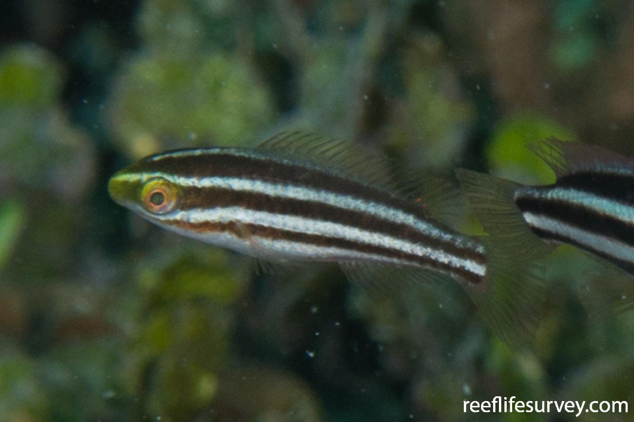 Scarus iseri - Striped Parrotfish | ReefLifeSurvey.com