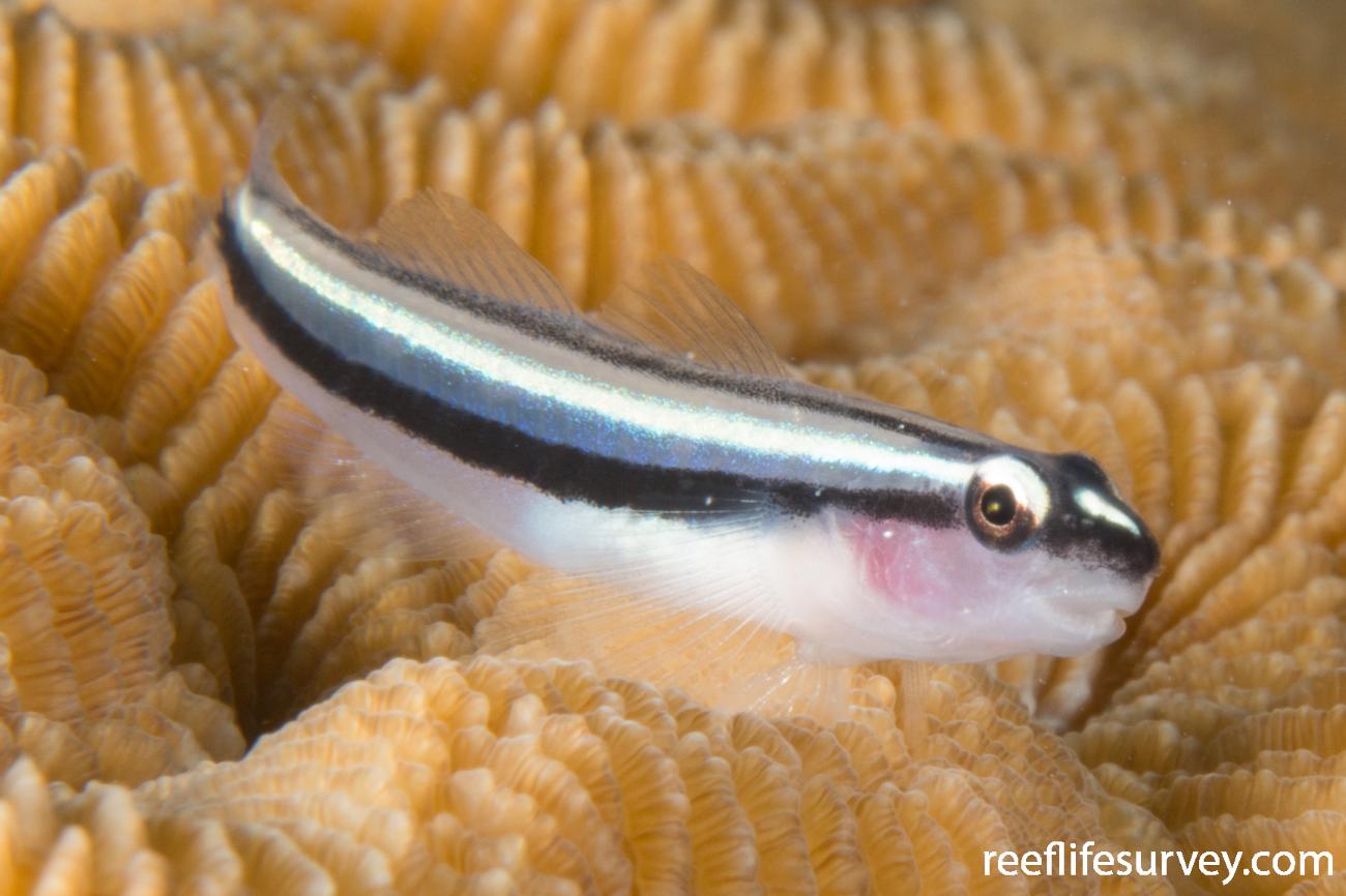 Elacatinus xanthiprora - Yellow-prow Goby | ReefLifeSurvey.com
