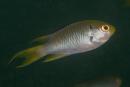 RLS | Neopomacentrus nemurus