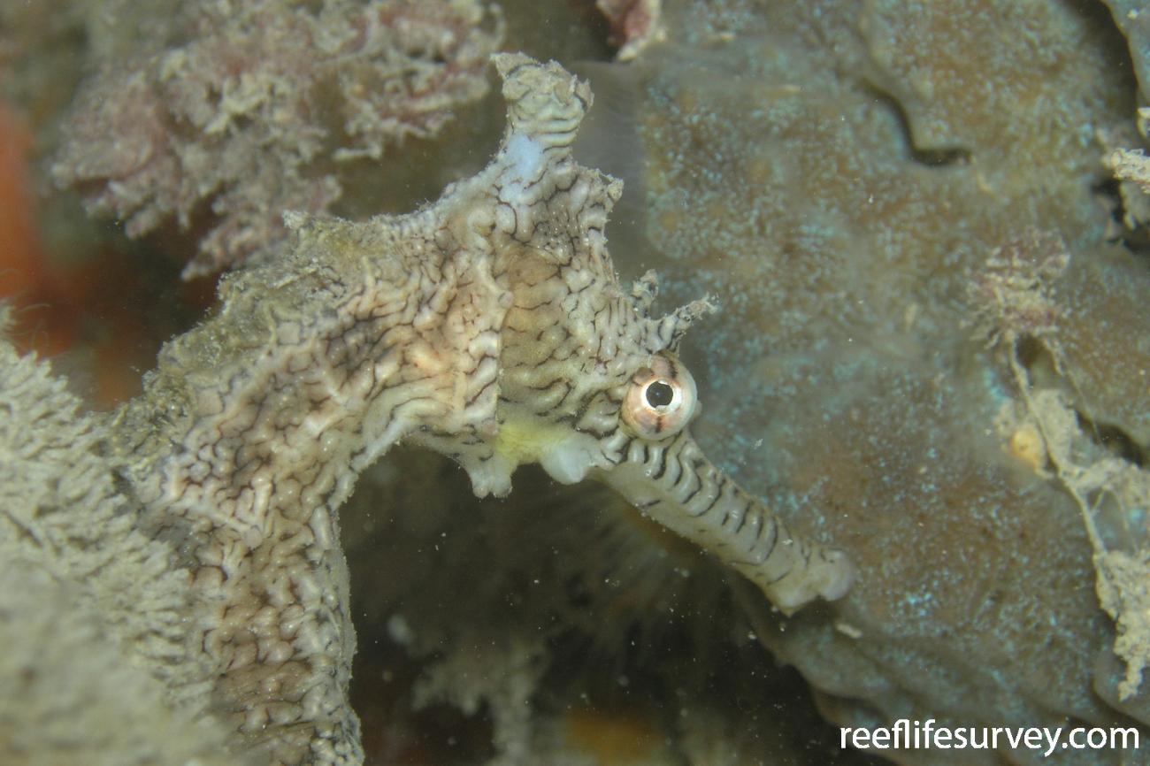 Hippocampus angustus - Western Australian Seahorse | ReefLifeSurvey.com