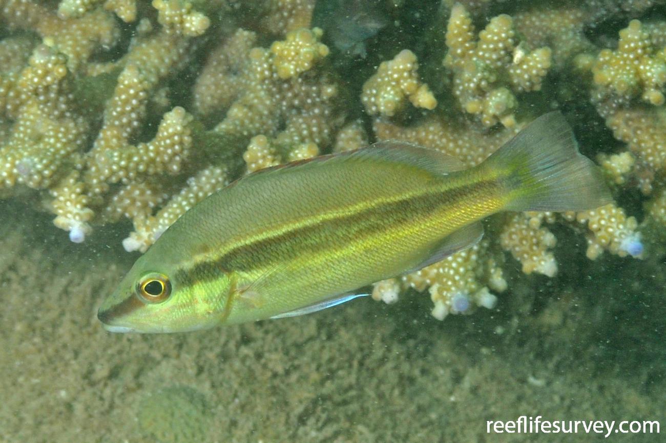 Lutjanus lemniscatus - Darktail Snapper | ReefLifeSurvey.com
