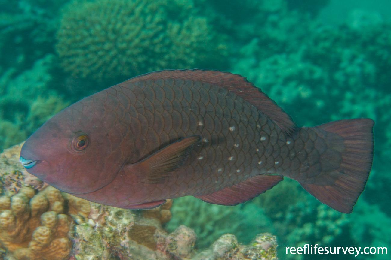 Scarus altipinnis - Mini-fin Parrotfish | ReefLifeSurvey.com