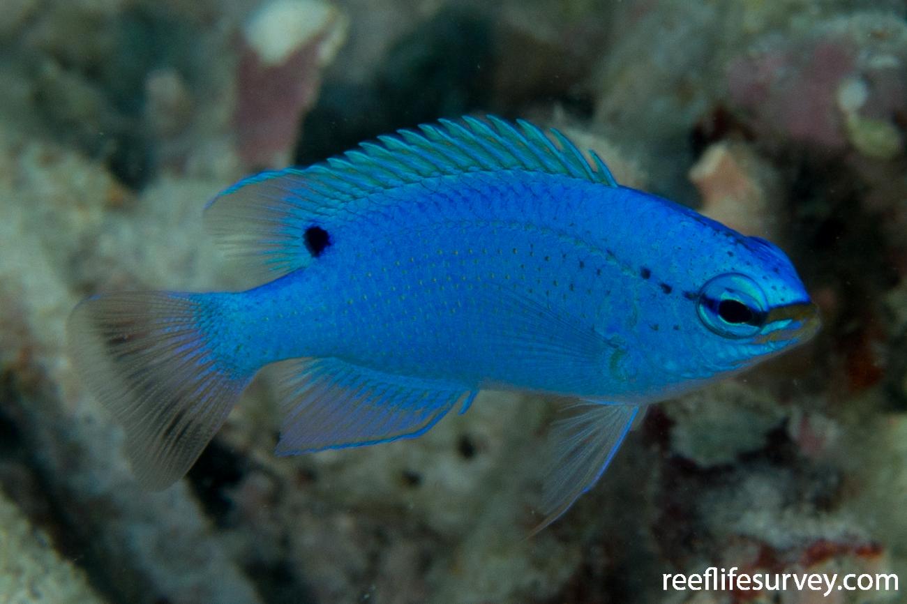 Chrysiptera cyanea - Blue Demoiselle | ReefLifeSurvey.com
