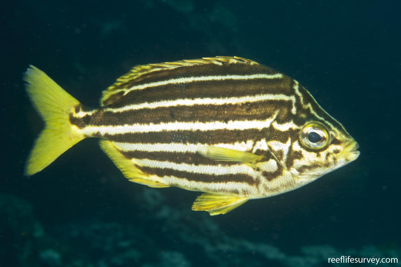 Atypichthys latus - New Zealand Mado | ReefLifeSurvey.com