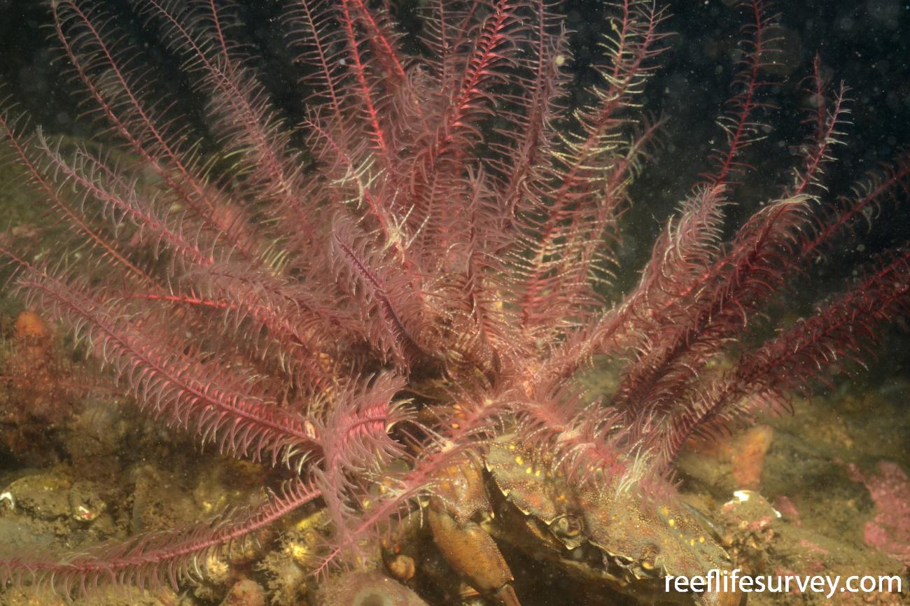 Antedon bifida - Rosy Feather Star | ReefLifeSurvey.com
