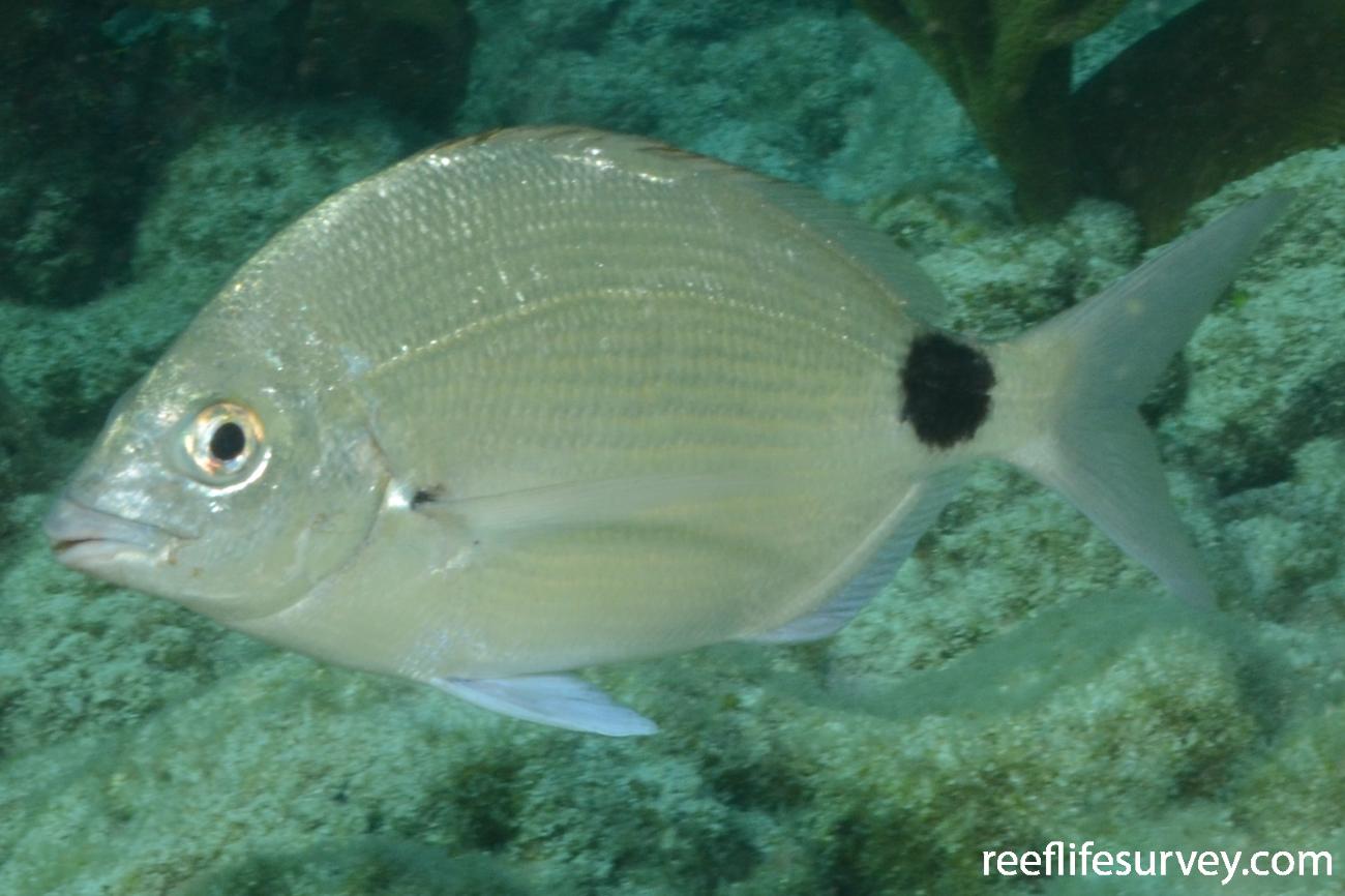 Diplodus argenteus - South American Silver Porgy | ReefLifeSurvey.com