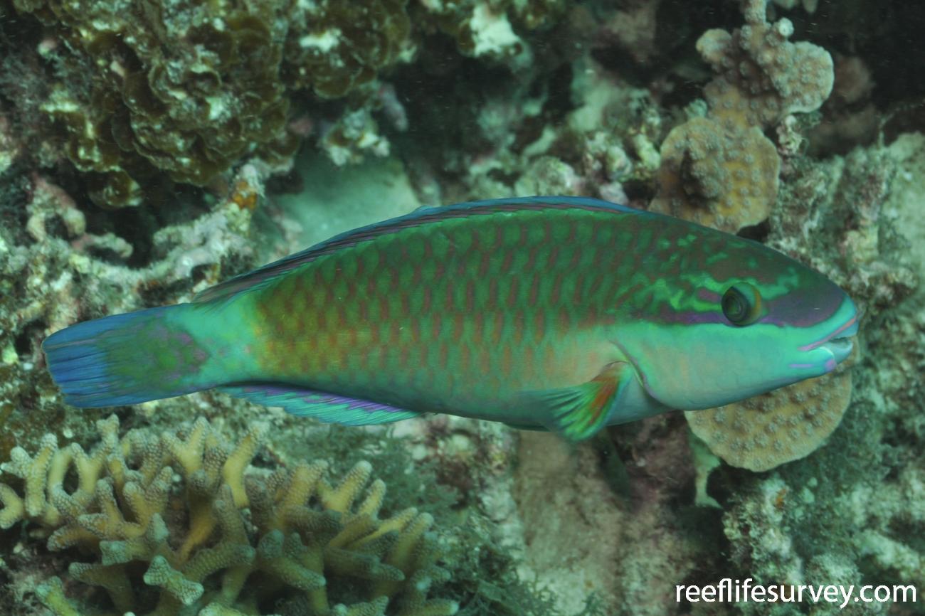 Chlorurus sordidus - Daisy Parrotfish | ReefLifeSurvey.com