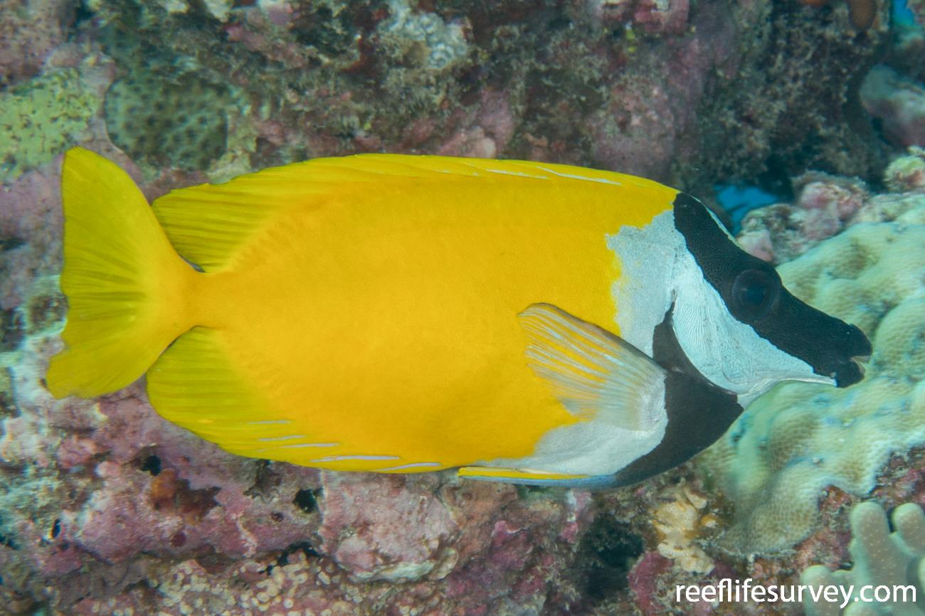 Siganus vulpinus - Foxface | ReefLifeSurvey.com