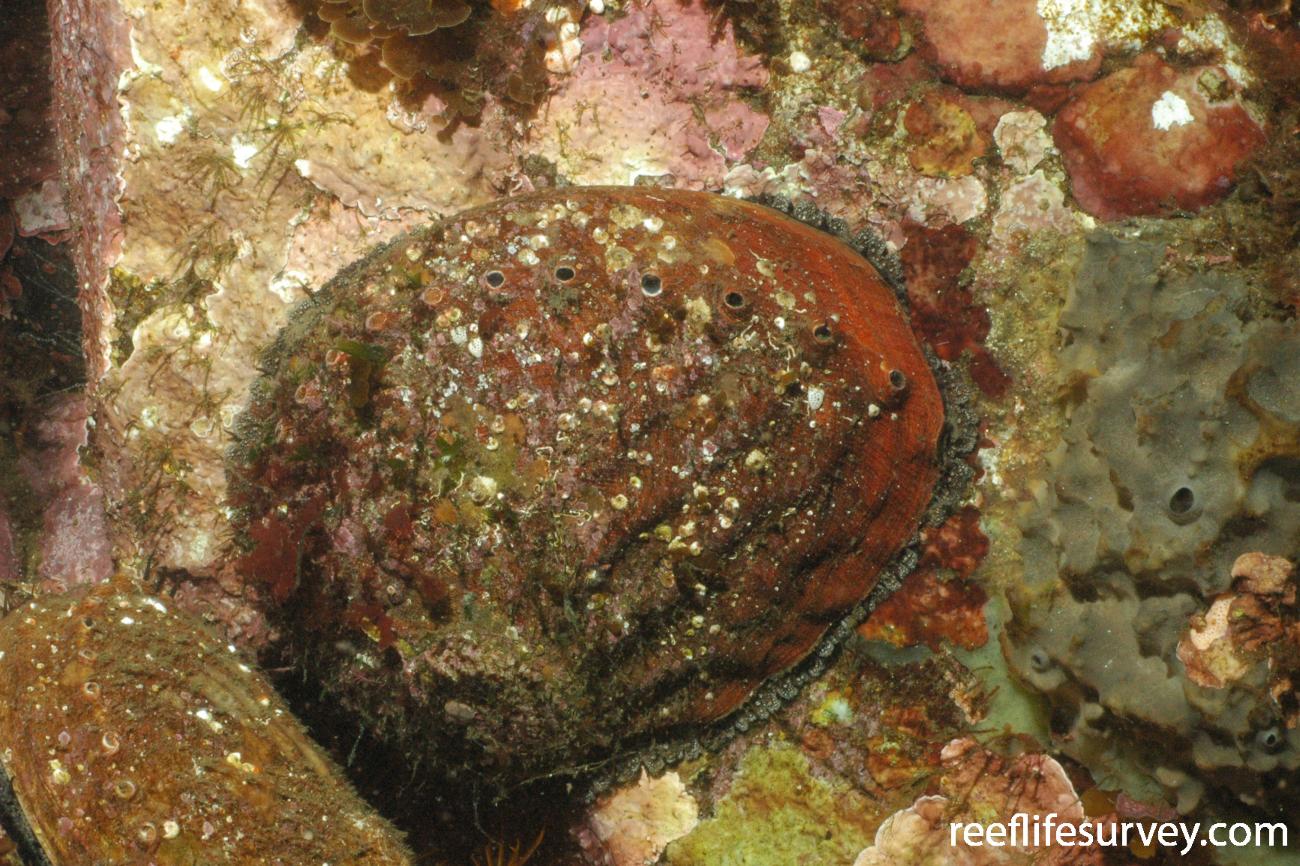Haliotis rubra - Blacklip Abalone | ReefLifeSurvey.com