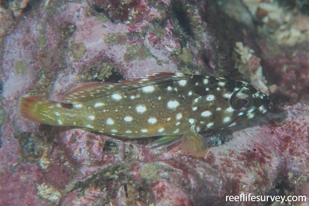 Epinephelus labriformis - Starry Grouper | ReefLifeSurvey.com