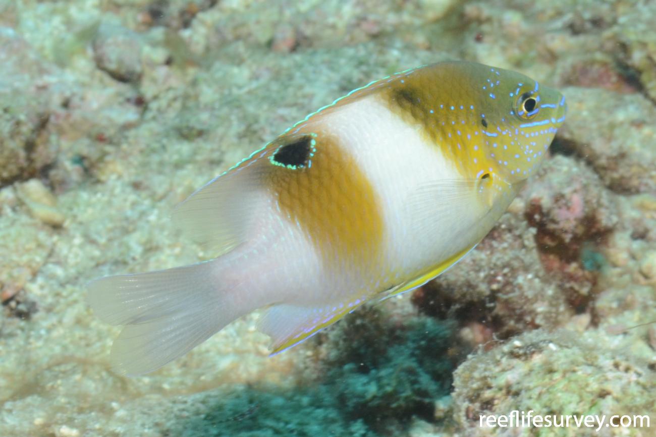 Dischistodus prosopotaenia - Honeyhead Damsel | ReefLifeSurvey.com