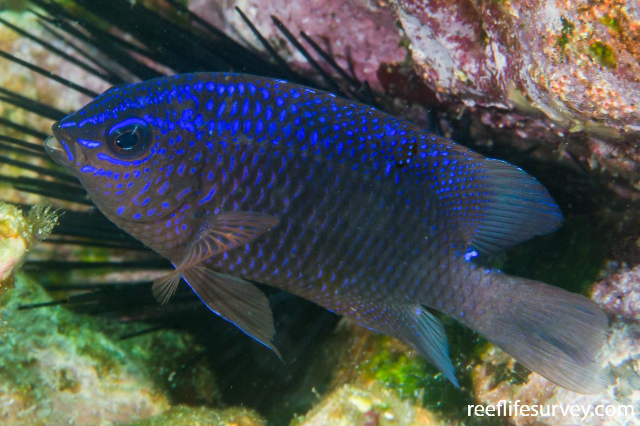 Stegastes rectifraenum - Cortez Damselfish | ReefLifeSurvey.com