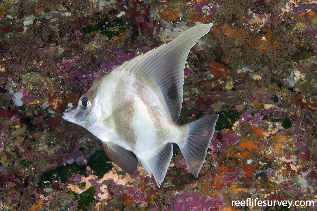Zanclistius elevatus - Blackspot Boarfish | ReefLifeSurvey.com