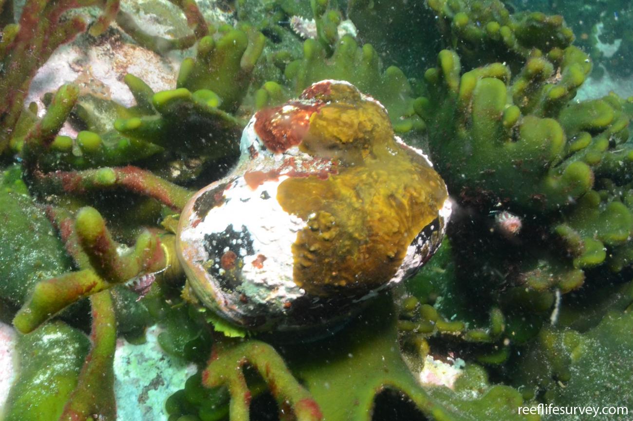 Turbo sarmaticus - | ReefLifeSurvey.com