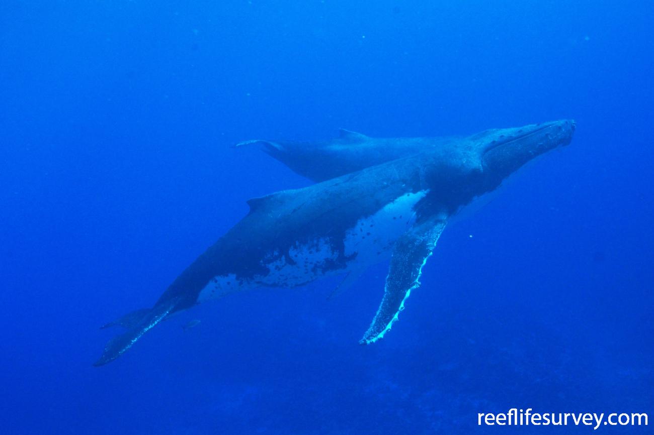 Megaptera novaeangliae - Humpback Whale | ReefLifeSurvey.com