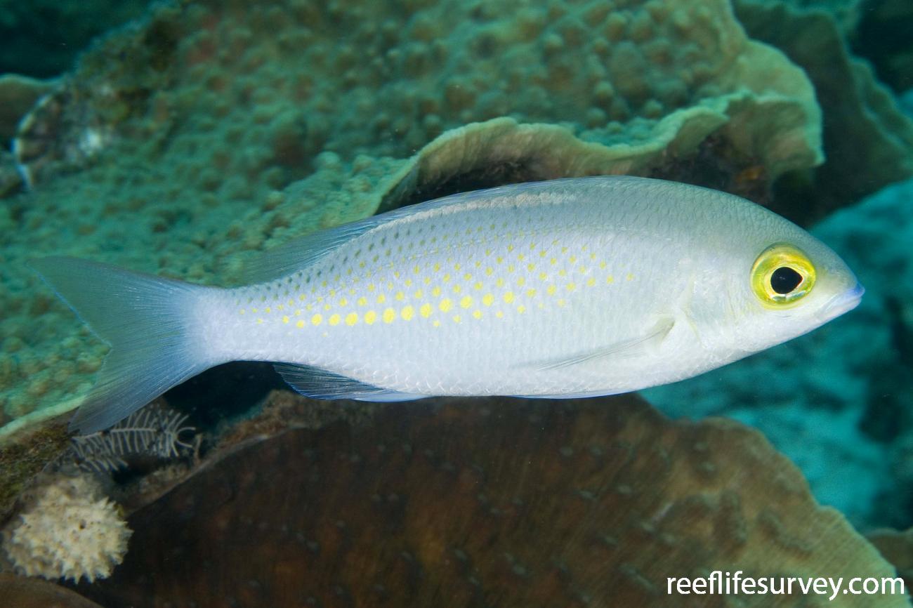 Scolopsis ciliata - Saw-jawed Monocle Bream | ReefLifeSurvey.com