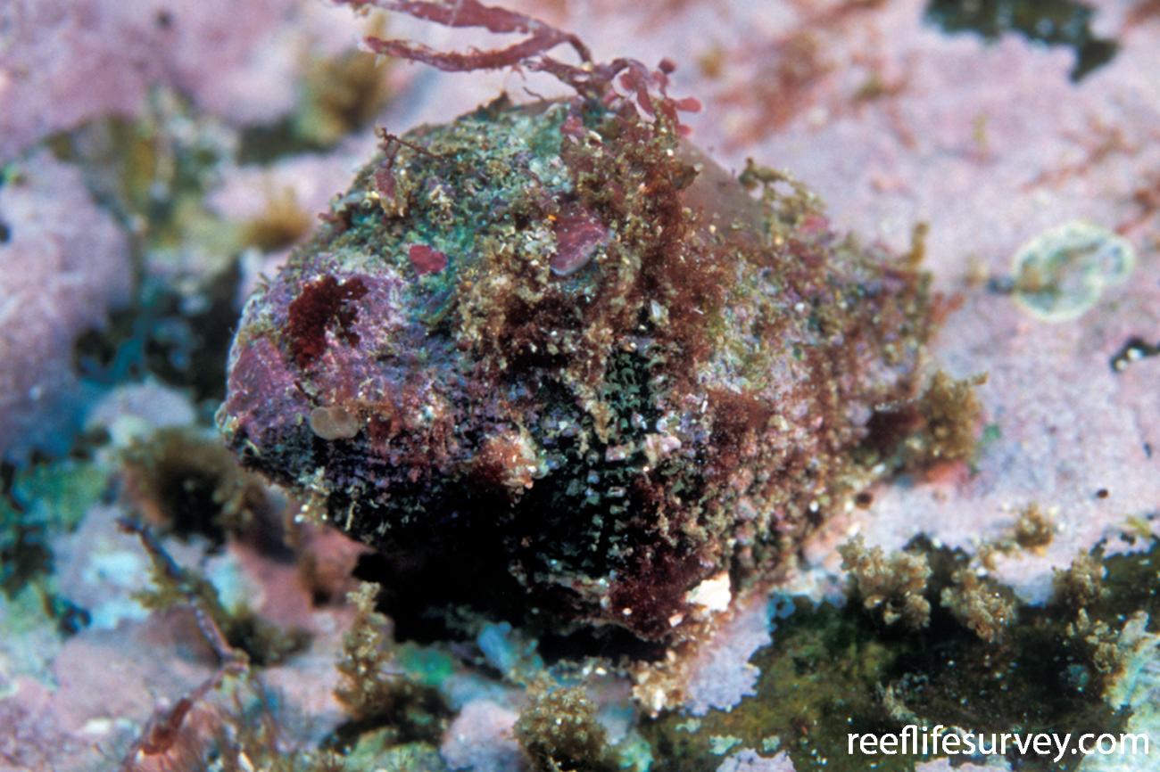 Coralliophila radula - | ReefLifeSurvey.com
