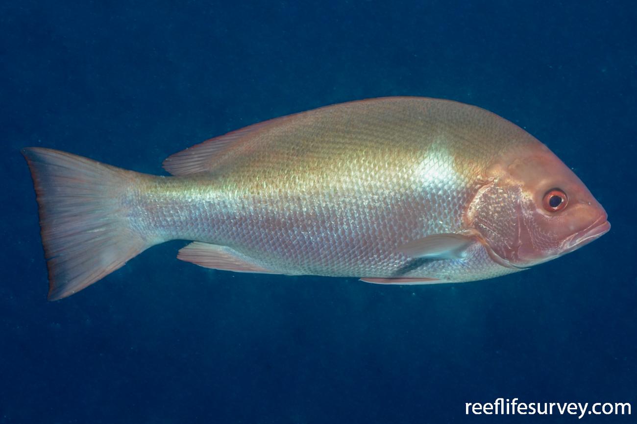 Lutjanus erythropterus - Crimson Snapper | ReefLifeSurvey.com