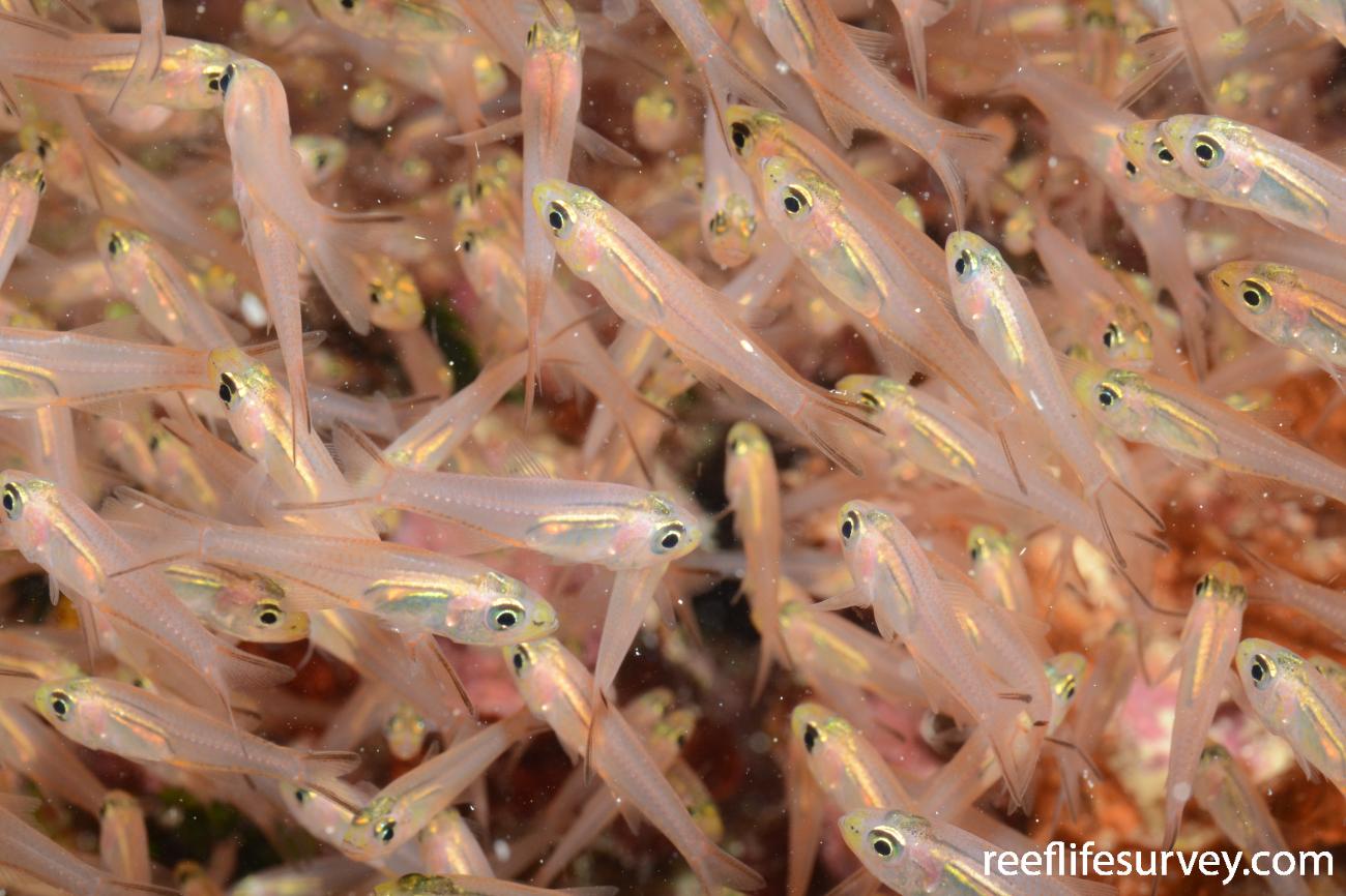 Rhabdamia cypselurus - Schooling Cardinalfish | ReefLifeSurvey.com