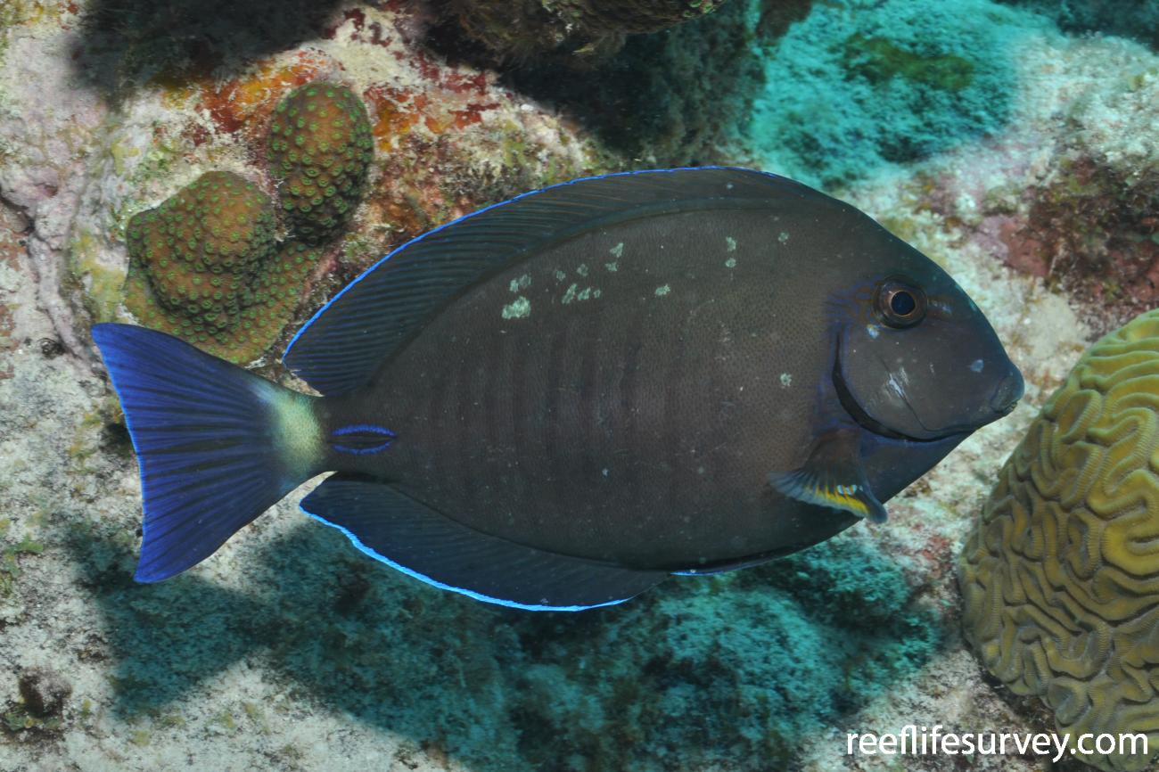 Acanthurus chirurgus - Doctorfish | ReefLifeSurvey.com