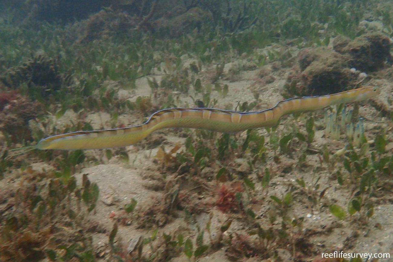 Xiphasia setifer - Hairtail Blenny | ReefLifeSurvey.com